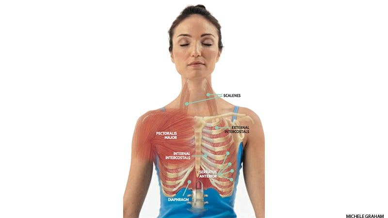 Yoga Anatomy to Tap the Real Power of Your Breath with Belly Breathing