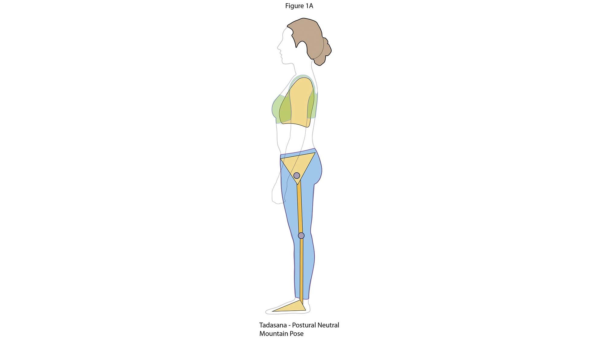 What You Need to Know about a "Neutral" Pelvis and Spine