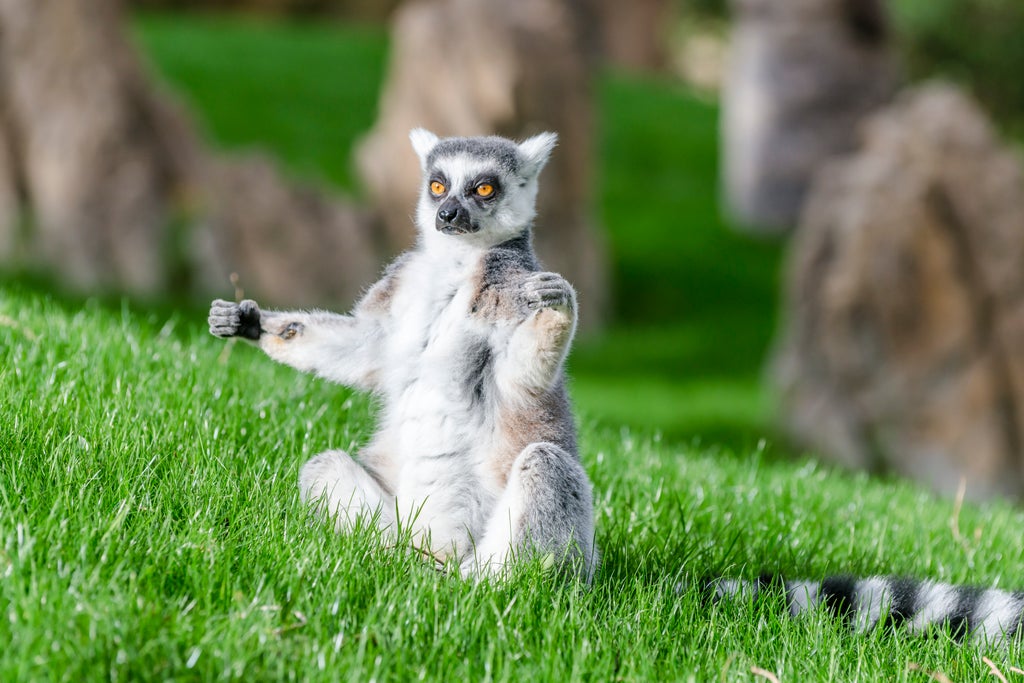 Yoga With Lemurs | Yoga News April 5, 2019