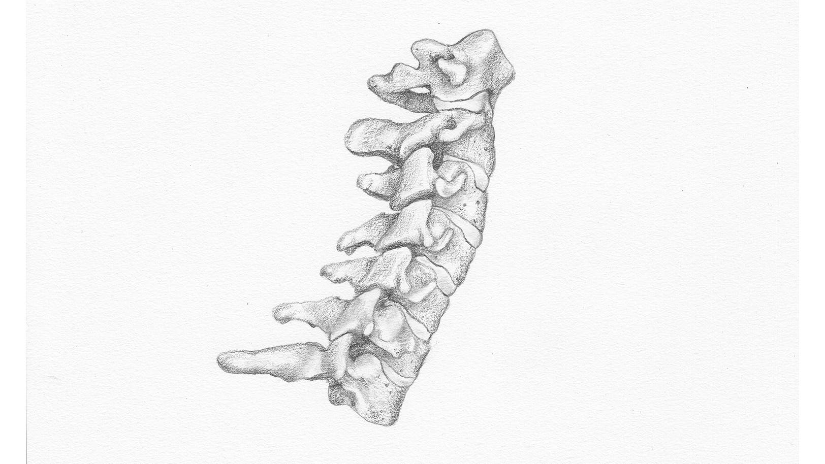 Anatomy: Know Your Neck, Plus 4 Stretches to Ease Neck Pain