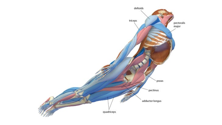 Locust Pose: How to Practice Salabhasana