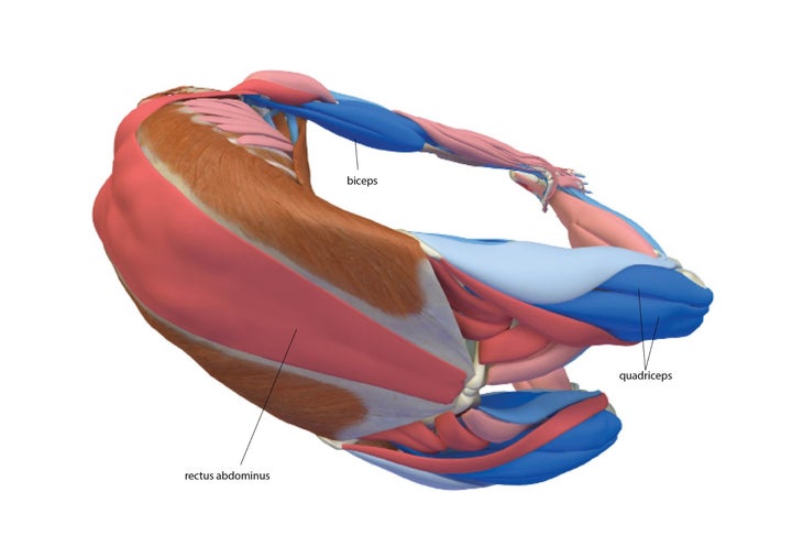 Bow Pose: How to Practice Dhanurasana - Yoga Journal