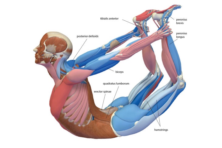 Bow Pose: How to Practice Dhanurasana - Yoga Journal