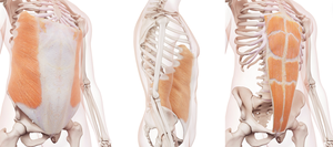 Ab Muscles: Anatomy & How to Strengthen